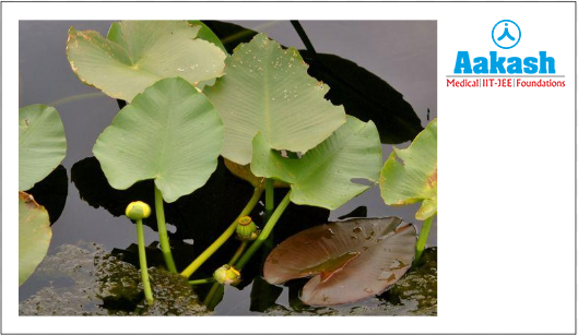 Plant Development: Definition, Sequence & Factors | AESL