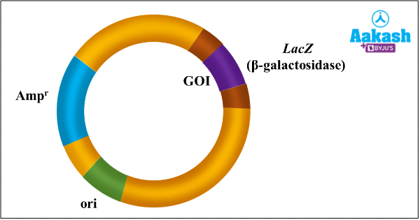Cloning Vector: Definition, Types, Characteristics & Diagram | AESL