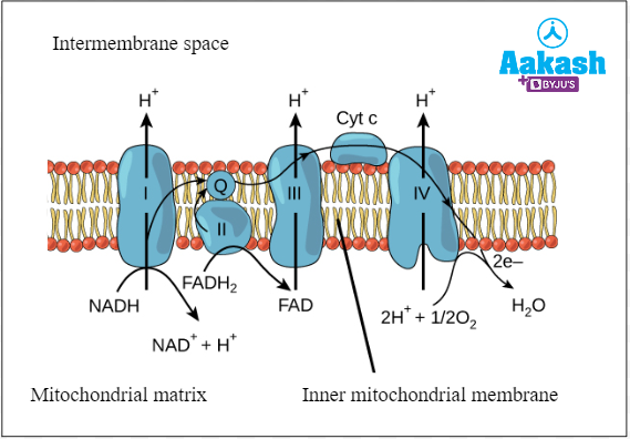 Electron Transport Chain Diagram & Oxidative Phosphorylation | AESL