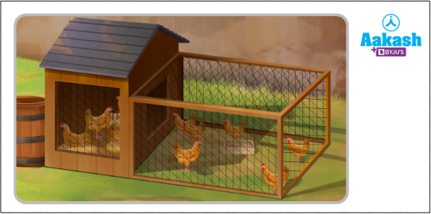 Poultry Farming Project, Disease management & Breeds | AESL