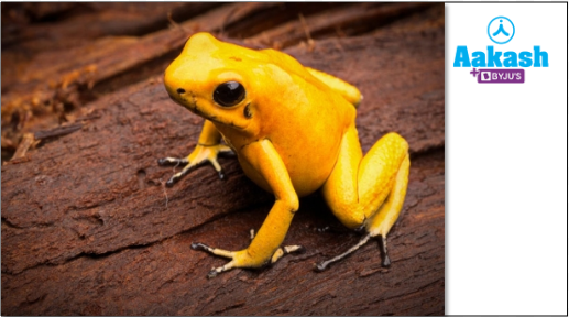 Amphibia: Classification, Significance & Characteristics | AESL