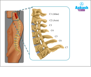 Axial Skeleton System, Significance, Classification & Facial bones | AESL