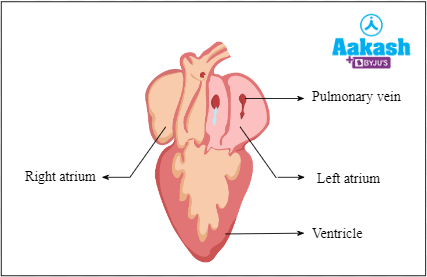 Amphibia: Classification, Significance & Characteristics | AESL