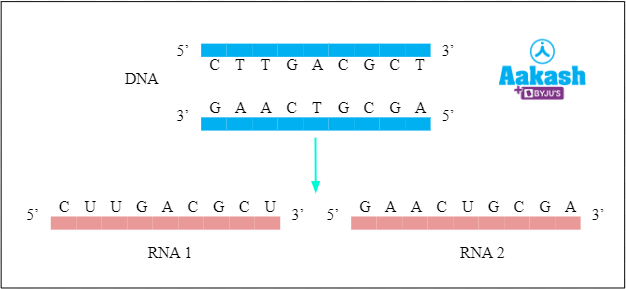 Central Dogma, Transcription, Reverse Transcription Practice Problems ...