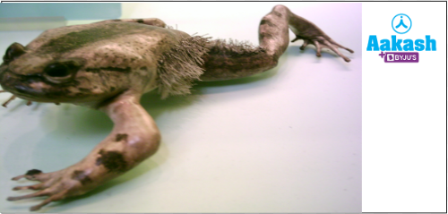 Amphibia: Classification, Significance & Characteristics | AESL