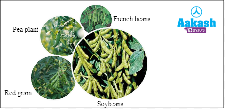 Floral: Diagram, Formula, Characters & Parts of Flower | AESL