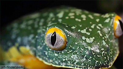 Amphibia: Classification, Significance & Characteristics | AESL