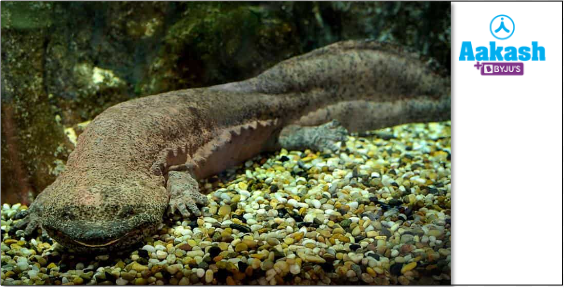 Amphibia: Classification, Significance & Characteristics | AESL