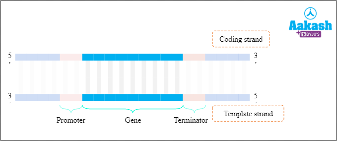 Central Dogma, Transcription, Reverse Transcription Practice Problems ...