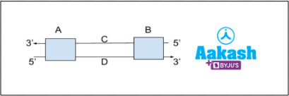 Central Dogma, Transcription, Reverse Transcription Practice Problems ...