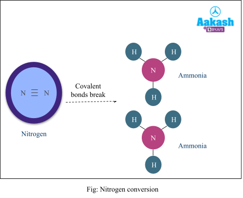 Nitrogen Cycle Diagram, Nitrogen Fixation, Nitrification ...