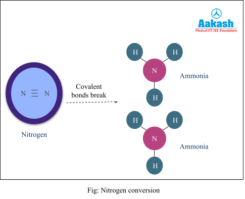 Nitrogen Cycle Diagram, Nitrogen Fixation, Nitrification ...