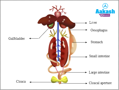 Amphibia: Classification, Significance & Characteristics | AESL