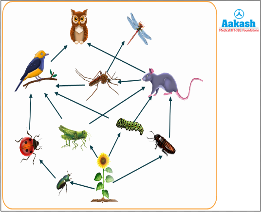 Photosynthesis: Definition, Location and Types | AESL