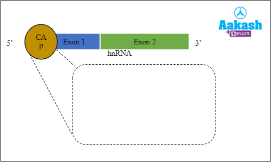 Central Dogma, Transcription, Reverse Transcription Practice Problems ...