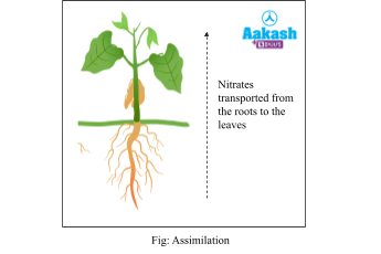 Nitrogen Cycle Diagram, Nitrogen Fixation, Nitrification ...