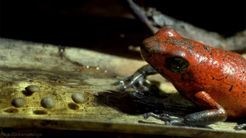 Amphibia: Classification, Significance & Characteristics | AESL