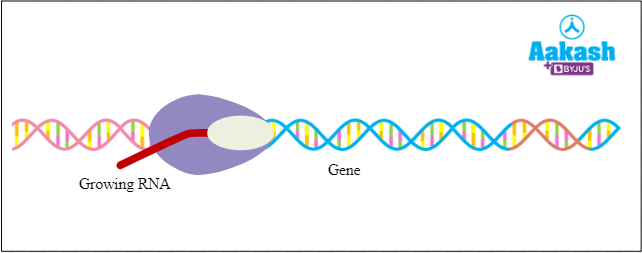 Central Dogma, Transcription, Reverse Transcription Practice Problems ...