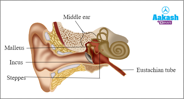 Human Ear: Diagram, Structure, Function & Mechanism | AESL