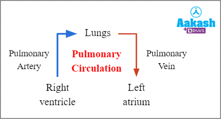 Double Circulation: Definition, Diagram & Single Circulation | AESL
