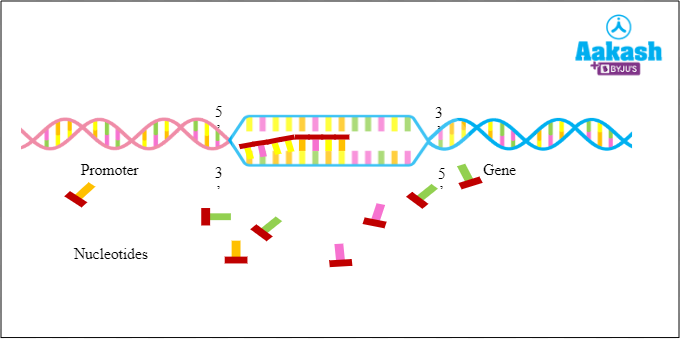 Central Dogma, Transcription, Reverse Transcription Practice Problems ...