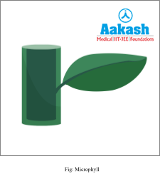 Pteridophytes: Characteristics, Examples, Size and Habitat | AESL