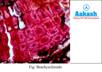 Simple Permanent Tissue, Types & sclerenchyma cells | AESL