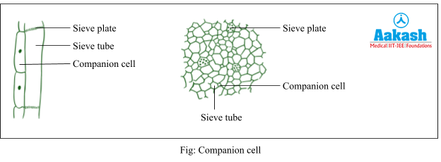 Permanent Tissues: Phloem, its Components, Types and Differences | AESL