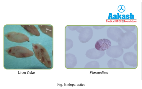 Parasitism Classification, Life cycle, Brood parasitism & Commensalism ...
