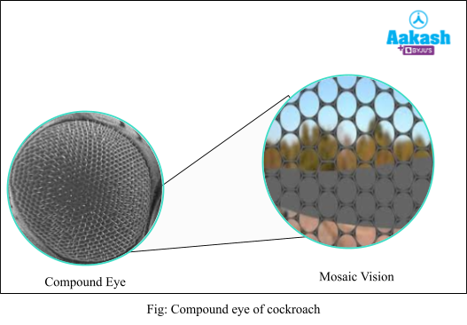 Cockroach: Respiratory, Excretory & Nervous System | AESL