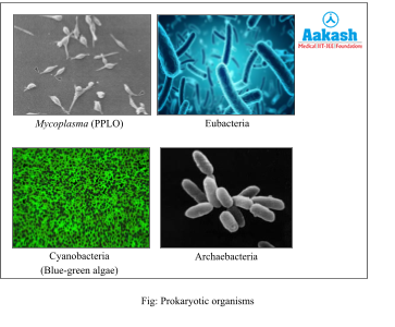 Prokaryotic Cell: Definition, Shape, Size & Features | AESL