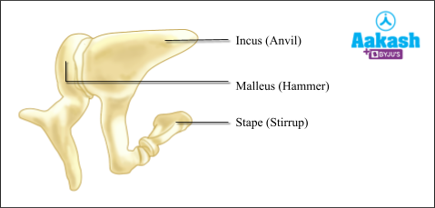 Axial Skeleton System, Significance, Classification & Facial bones | AESL