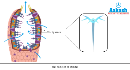 Phylum Porifera Example, Characteristics and Classification | AESL