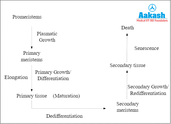 Plant Development: Definition, Sequence & Factors | AESL