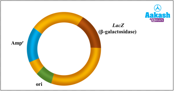 Cloning Vector: Definition, Types, Characteristics & Diagram | AESL