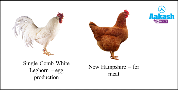 Poultry Farming Project, Disease management & Breeds | AESL