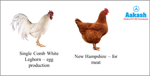 Poultry Farming Project, Disease management & Breeds | AESL