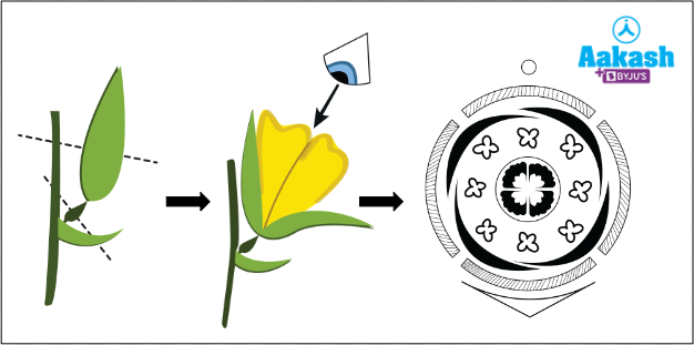 Floral: Diagram, Formula, Characters & Parts of Flower | AESL