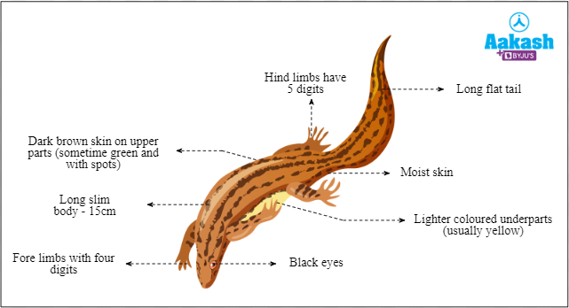 Amphibia: Classification, Significance & Characteristics | AESL