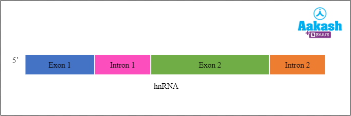 Central Dogma, Transcription, Reverse Transcription Practice Problems ...