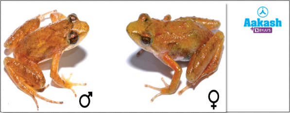 Amphibia: Classification, Significance & Characteristics | AESL