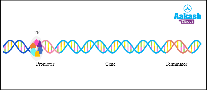 Central Dogma, Transcription, Reverse Transcription Practice Problems ...