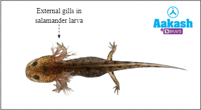 Amphibia: Classification, Significance & Characteristics | AESL