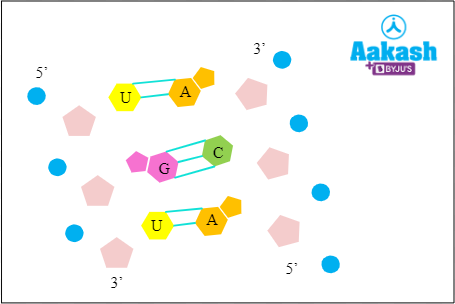 Central Dogma, Transcription, Reverse Transcription Practice Problems ...