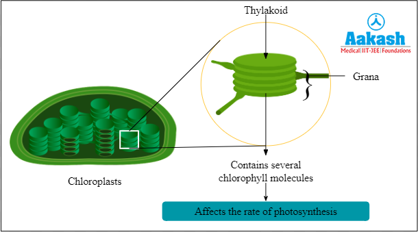 Photosynthesis: Definition, Location and Types | AESL