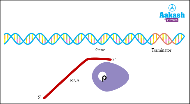 Central Dogma, Transcription, Reverse Transcription Practice Problems ...
