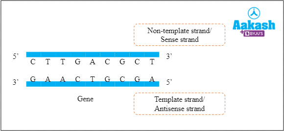 Central Dogma, Transcription, Reverse Transcription Practice Problems ...