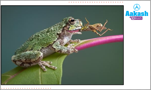 Amphibia: Classification, Significance & Characteristics | AESL