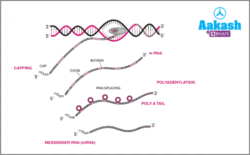Central Dogma, Transcription, Reverse Transcription Practice Problems ...