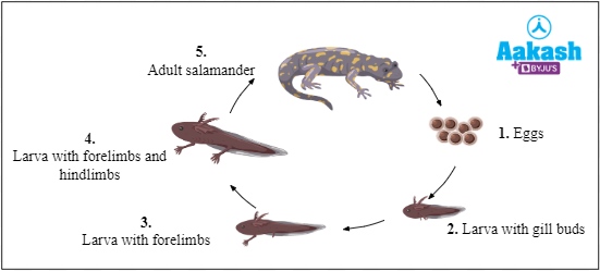 Amphibia: Classification, Significance & Characteristics | AESL